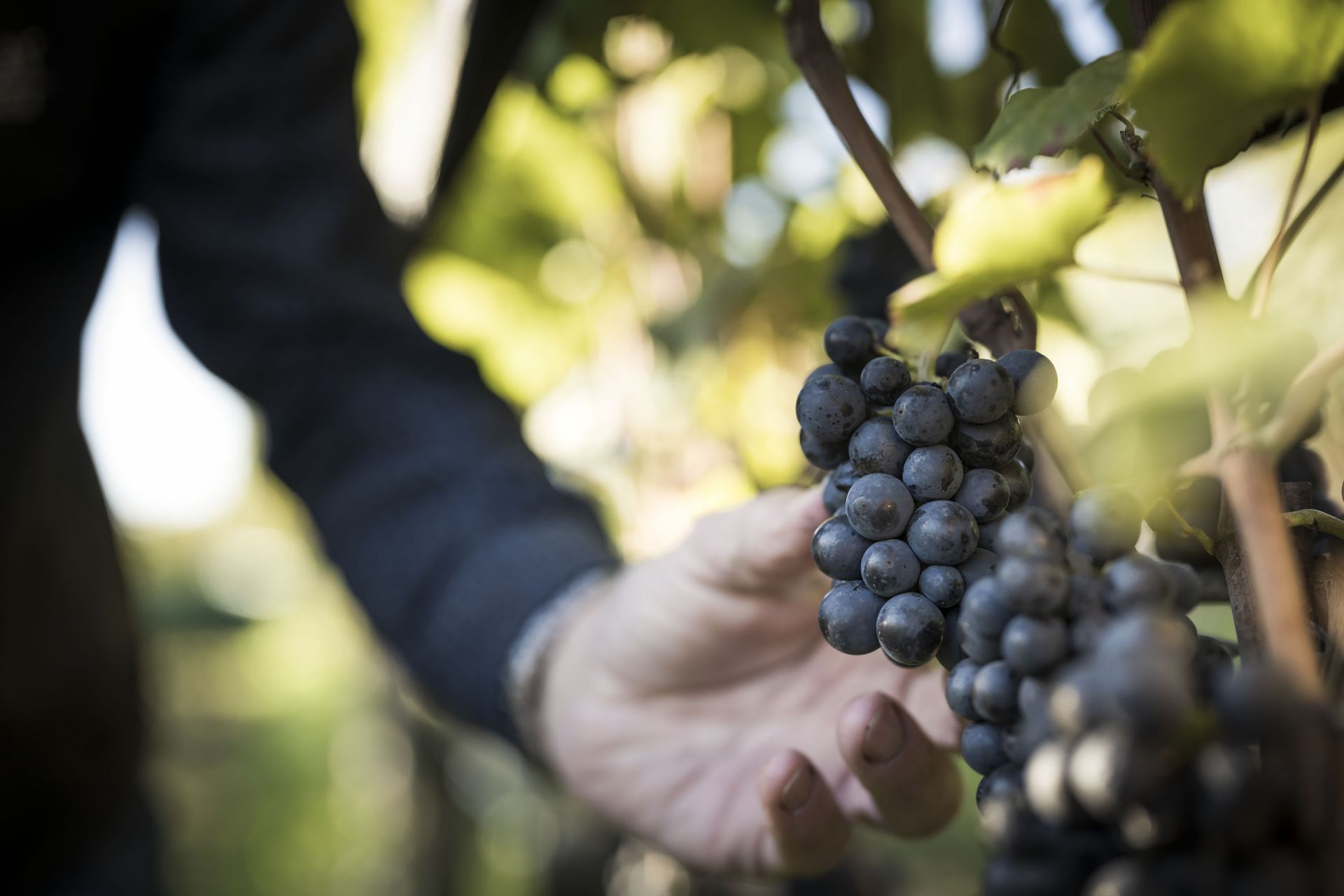 Pinot Noir / Kellerei Girlan